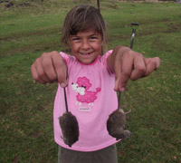 Tristan da Cunha Ratting Day: Ratting Days 2013 and 2014